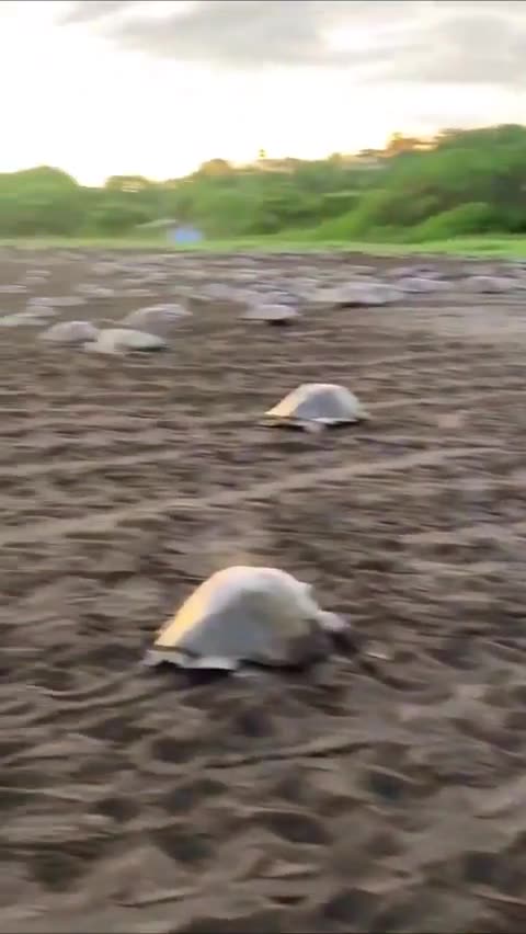 THE LARGEST SEA TURTLE GATHERING ON EARTH