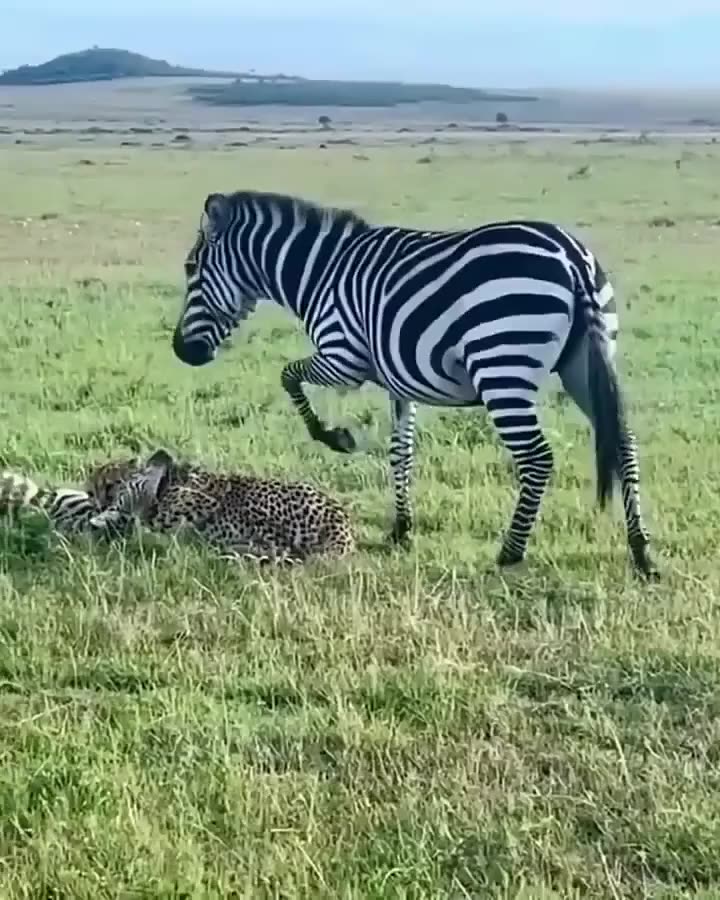🦓💥 EPIC ZEBRA MOM SAVES BABY FROM CHEETAHS! 😱🐆