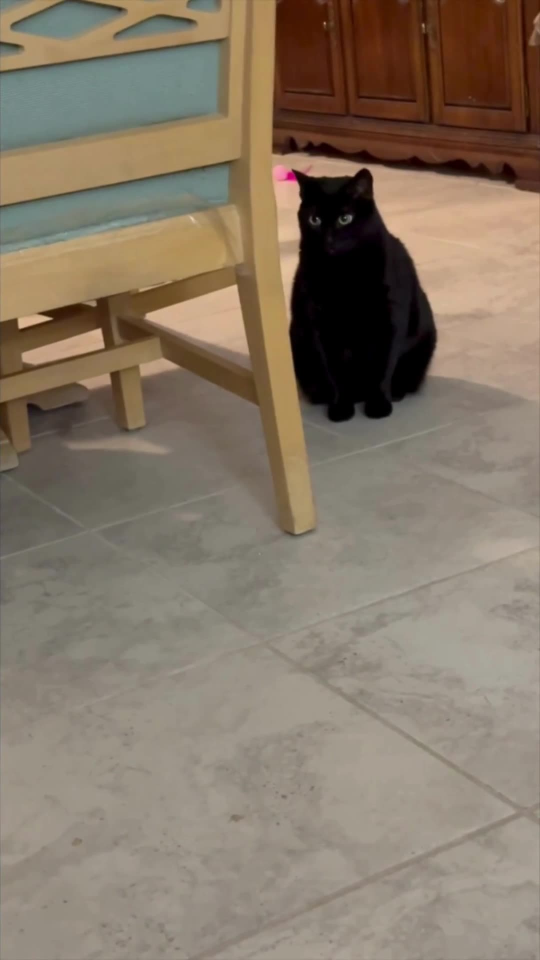 Cute Precious Piper Looks Like a Bowling Pin - iAdopting a Cat from a ...