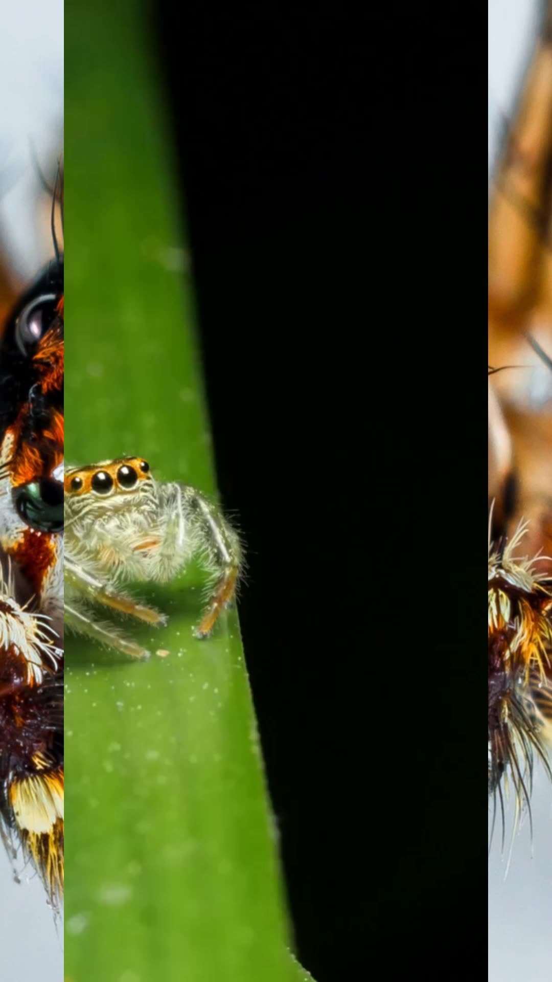 🕷️🌈💃Peacock Spiders Tiny Dancers with a Rainbow Twist! 🕷️🌈💃