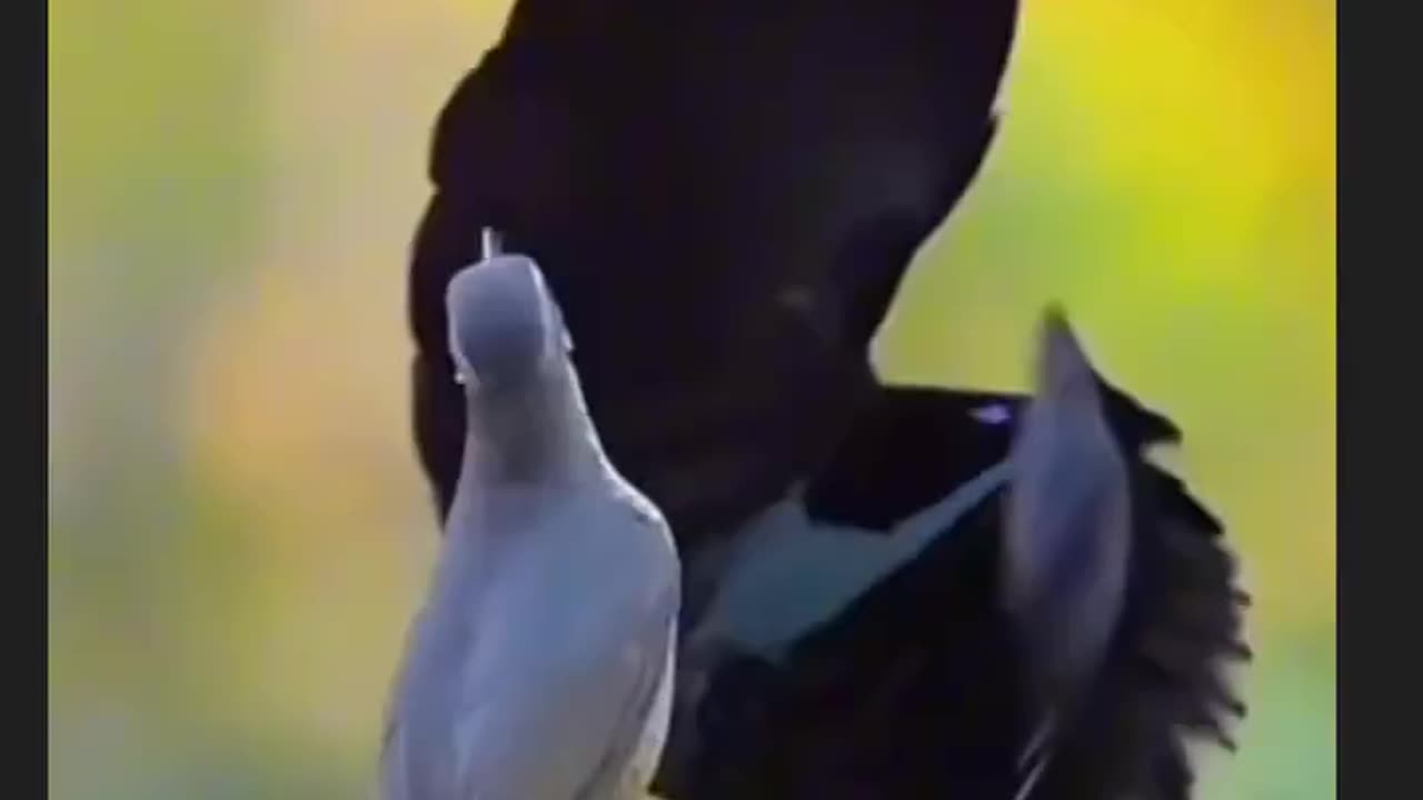 Mating Dance