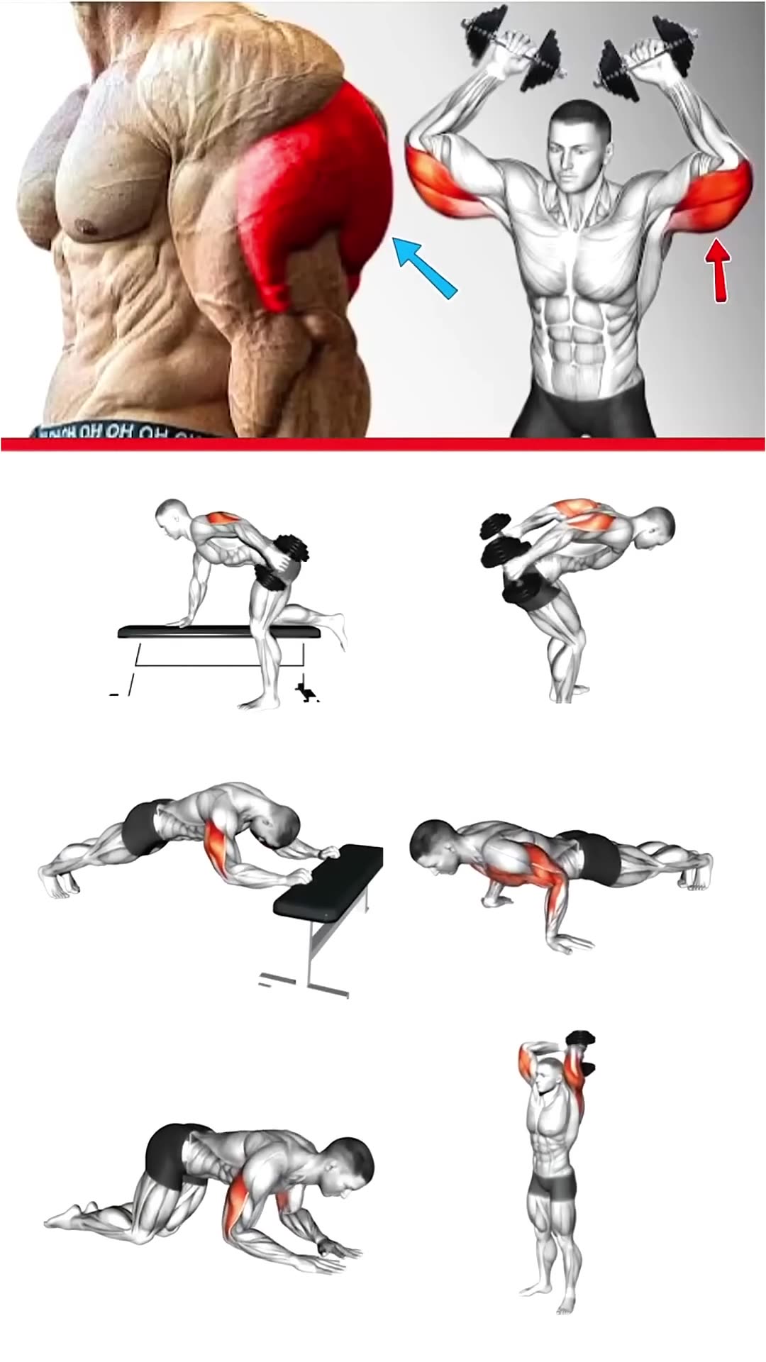 back workout at gym back workout with dumbbells back workout at home ...