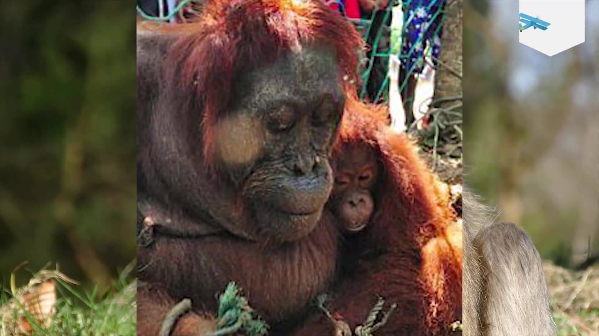How People Welcomed This Poor Orangutan Mother Will Bring Tears To Your ...