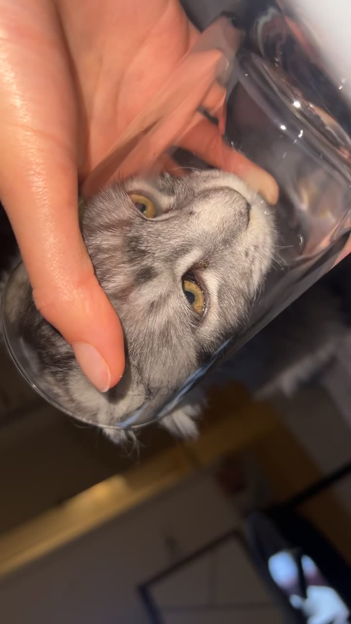 Cat Prefers To Drink Hand-Poured Water From Glass