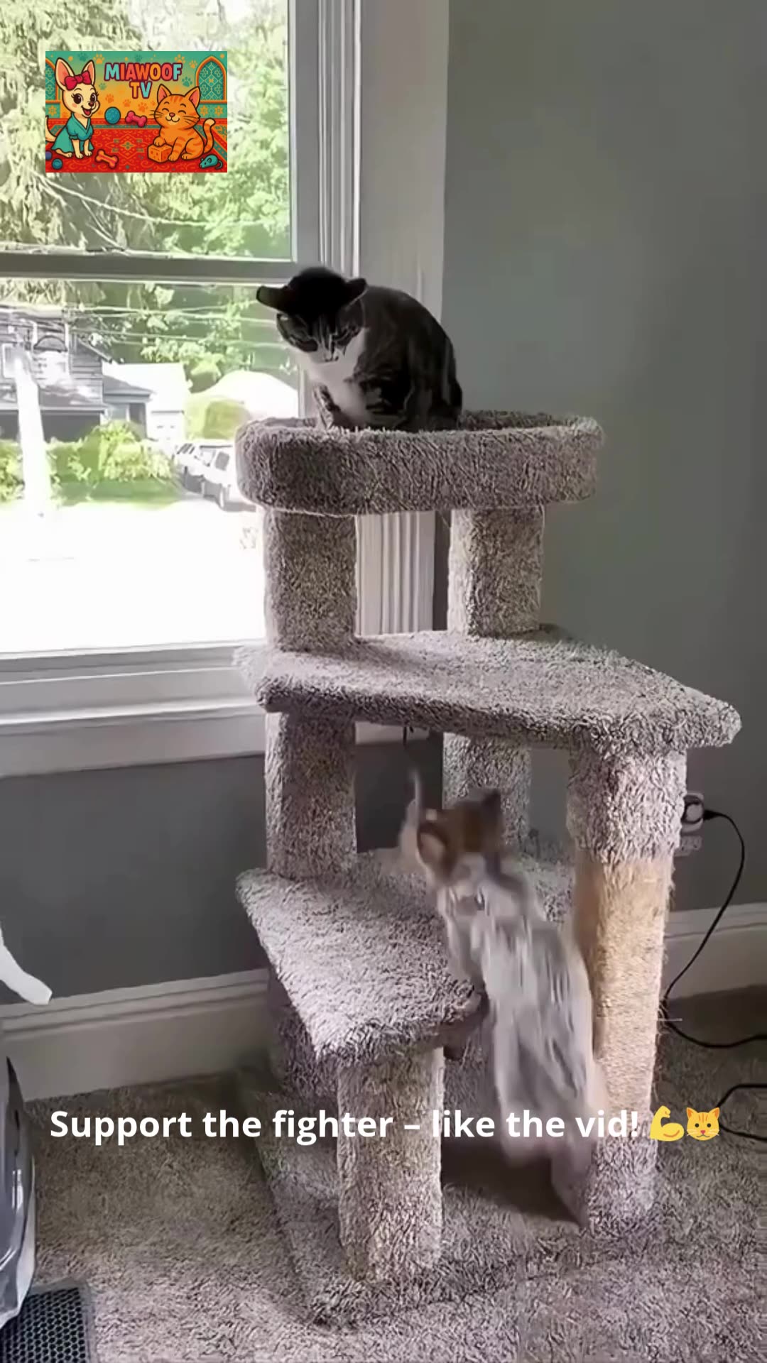 Cat vs Dog Fight – Like UFC Champions! 🥊🐱🐶 | MMA & Boxing Animal Battle