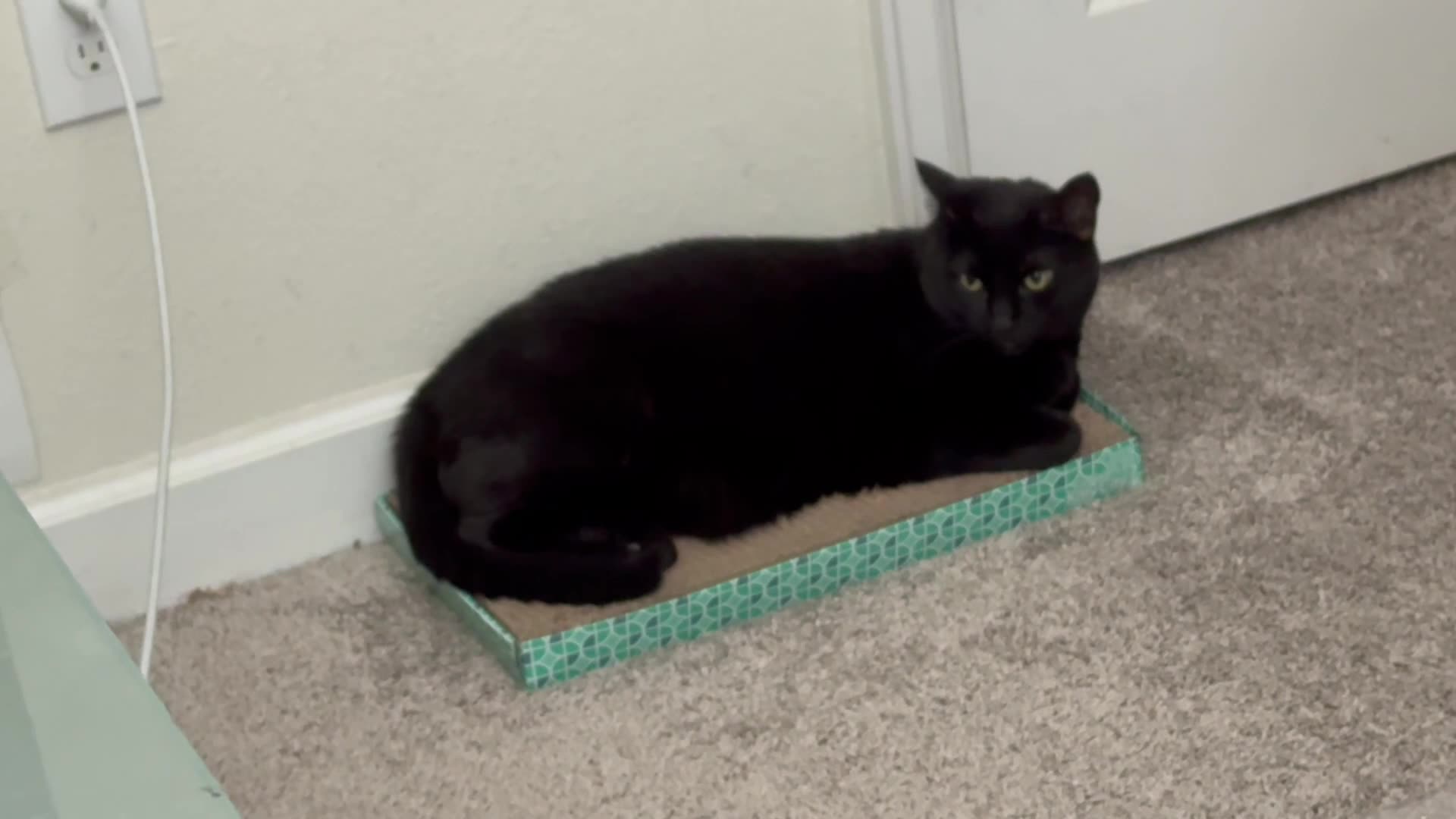 Cute Precious Piper Shows How to Sit on an Office Tuffet - Adopting a ...