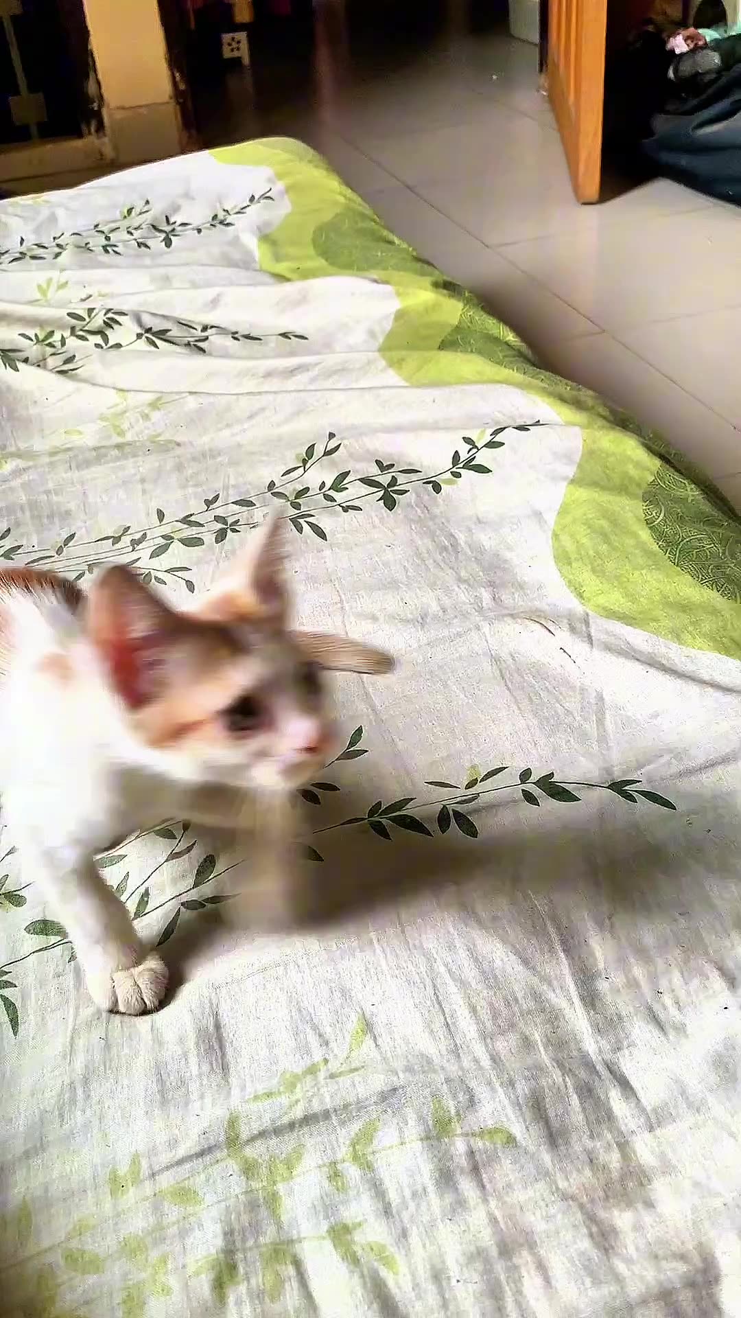 funny cat video