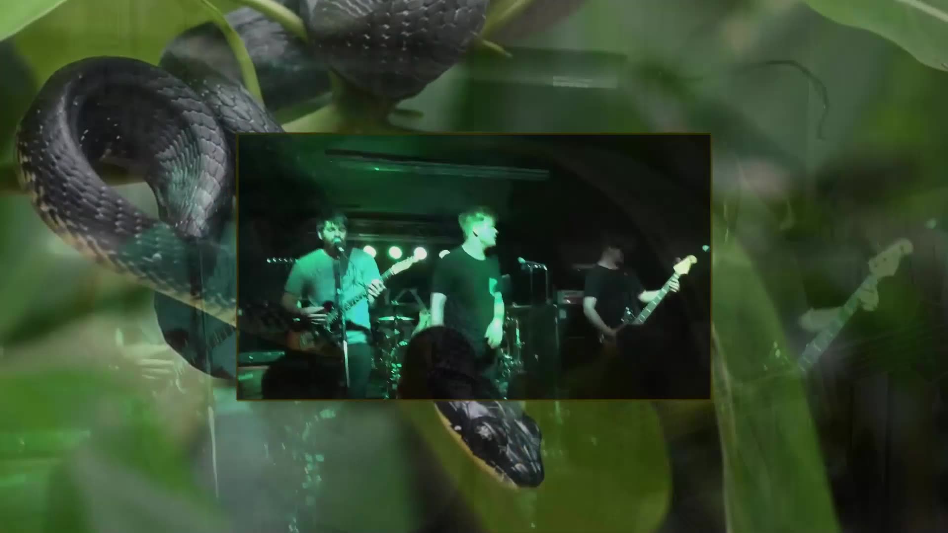 W. A. T. G. ~ The Bird and the Snake { Live + Lyrics + Covers } Remix 1 ...