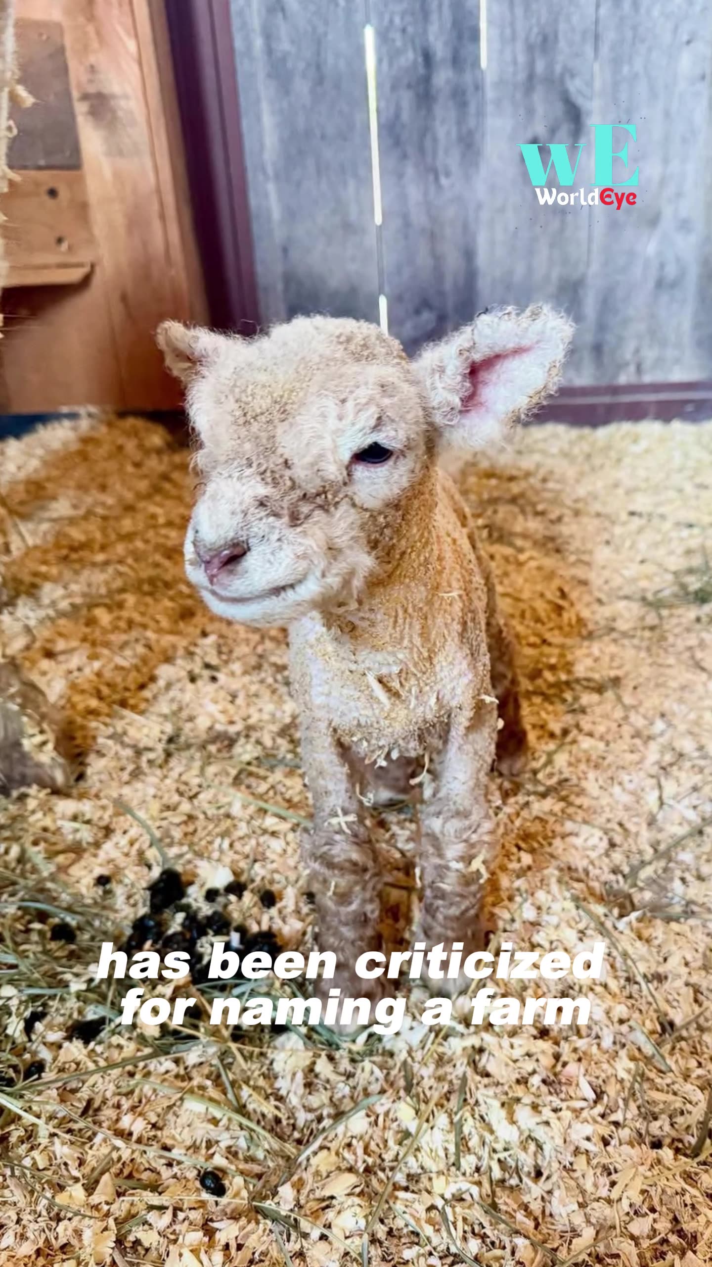 Controversy Erupts Over Carrie Underwood’s Farm Animal Named Jamal ...