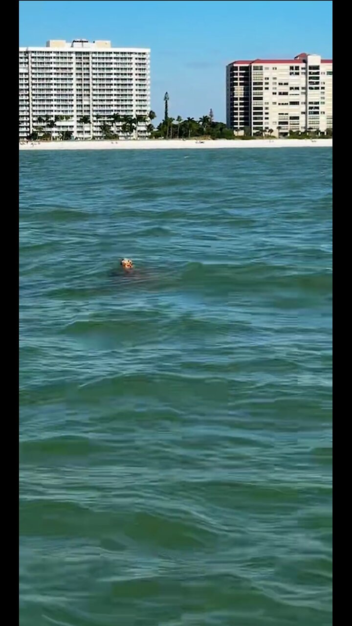 Livestream Highlight | Loggerhead Sea Turtle!