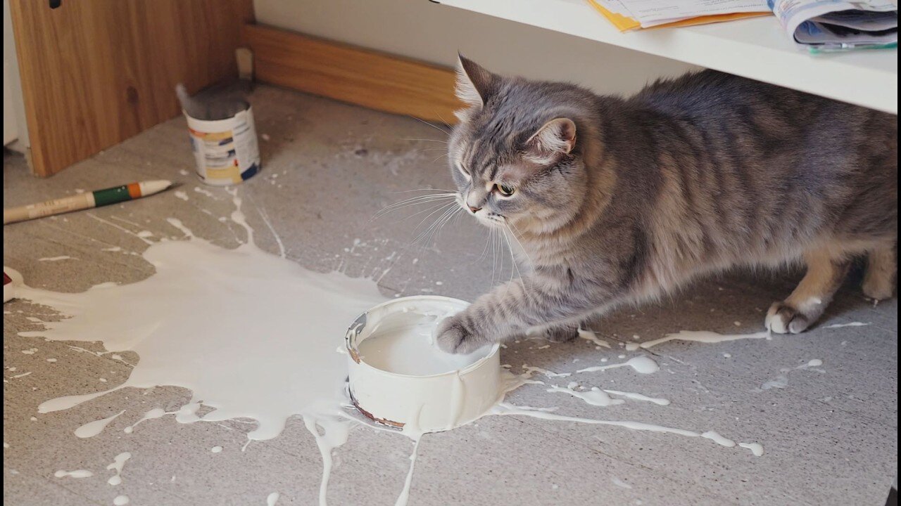 These CATS Are Too Silly 😂 Funniest Cat Videos 2025