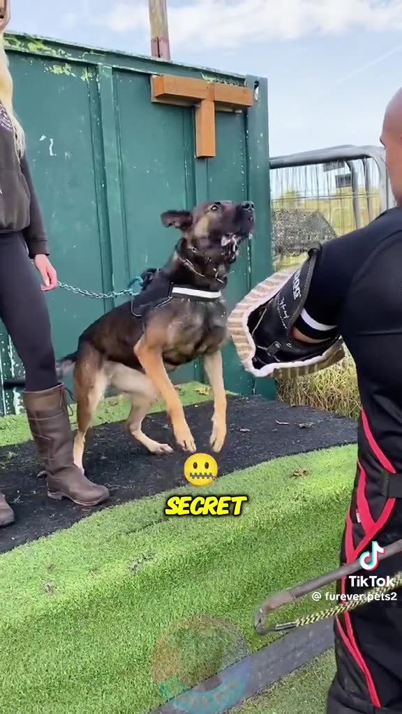 TOP 4 MOST FAMOUS MILITARY DOGS IN U.S. HISTORY