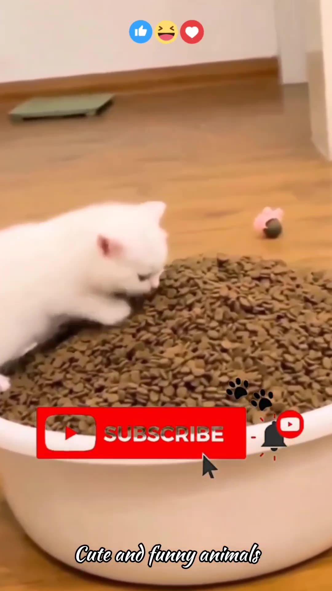 Fluffy & Stuck | The Most Hilarious Cat Moments 🏡🐱
