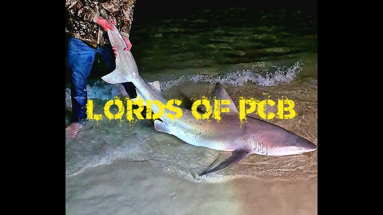 How To Catch Sharks Land Base Shark Fishing Style - How To Catch A ...