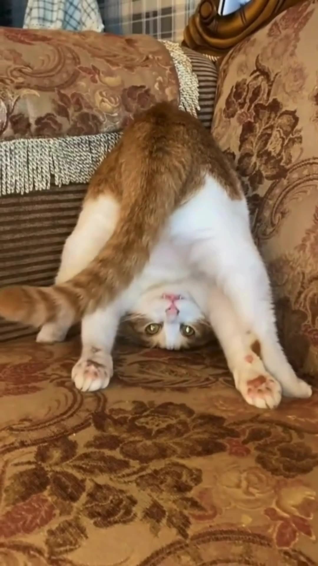The ULTIMATE Cat Fails Compilation! 😹🏆 Funniest Feline Moments of 2024 ...