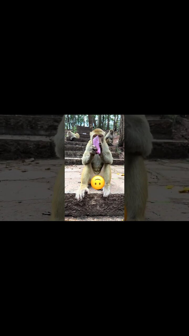 clean monkey go on monkey