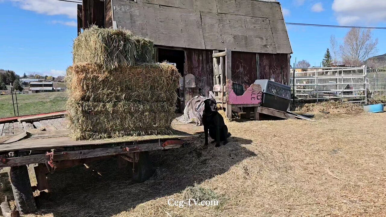 Graham Family Farm: 12:50 PM March 17 2025