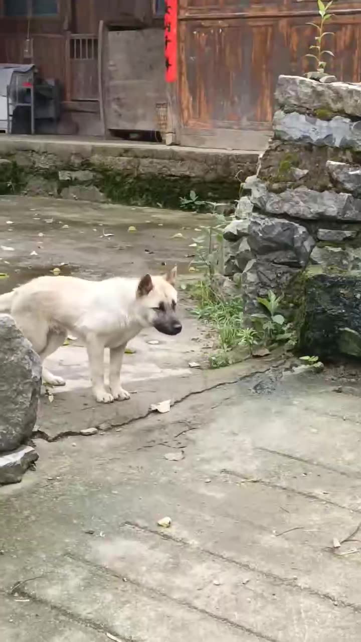 "A smart, dancing dog; it really has a great sense of rhythm"