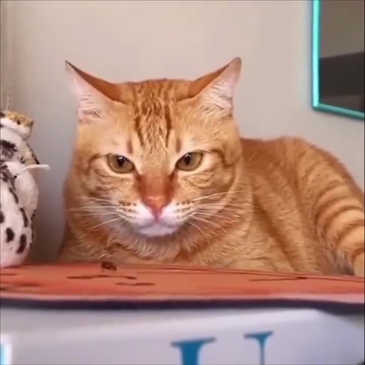 Cat Shows How Easy It Is To Catch A Fly!