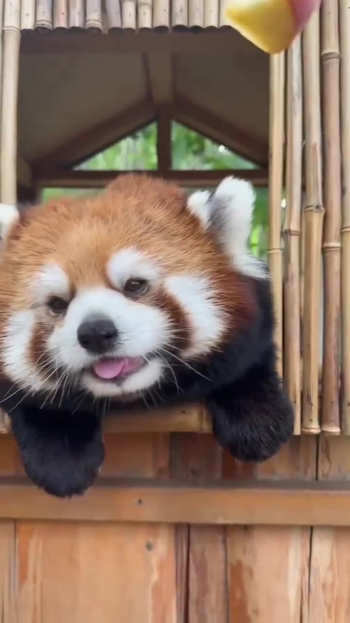 RED PANDA