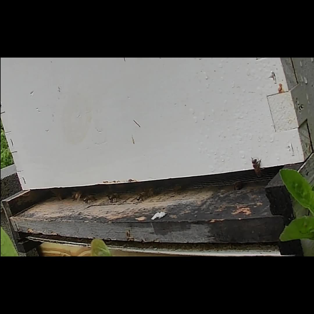 Saturday Morning Sun Up After Heavy Thunderstorms long cut