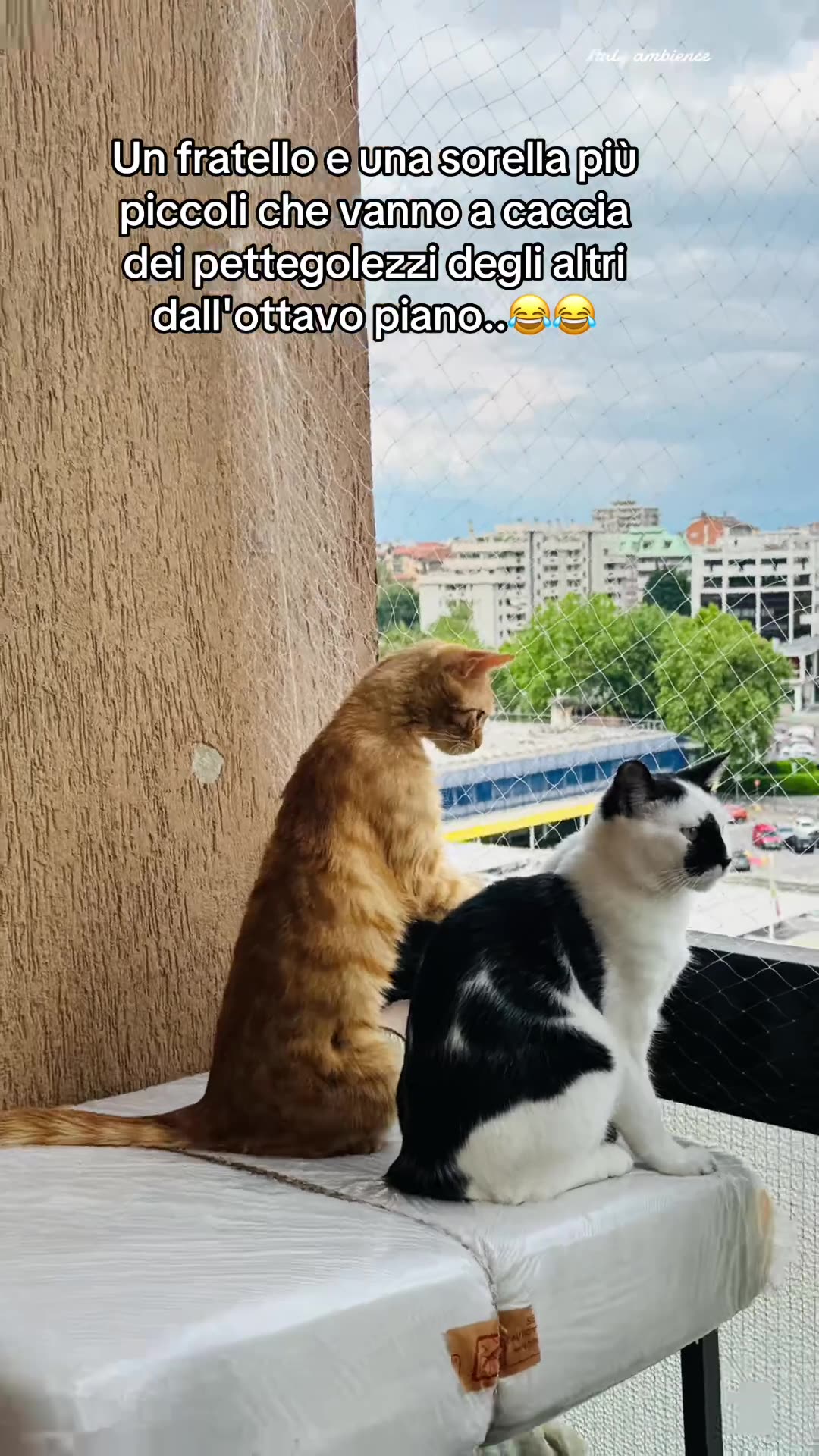 Gossip cats 🐈