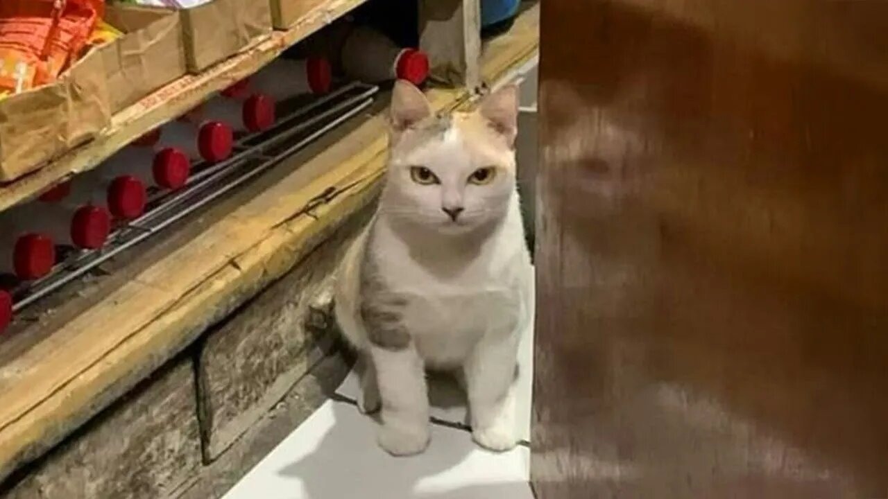 The most DRAMATIC CATS in the world 😂 Best Cat Videos of the Decade