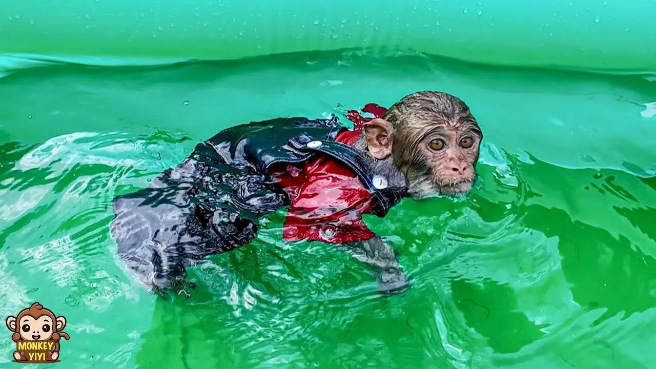 Monkey babay YiYi ran away to swimming after jumping into the lake to ...