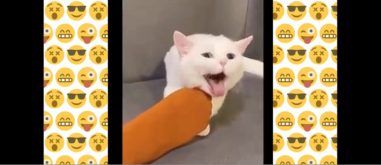 Crazy Animal Moments: You Won't Believe Your Eyes!