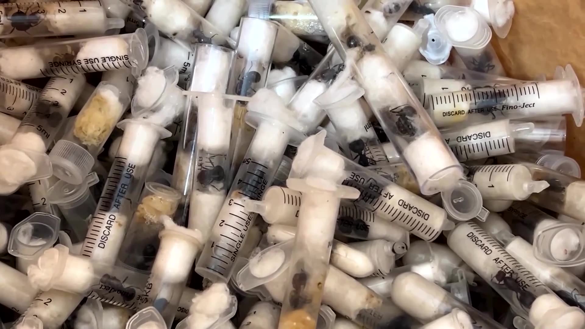 'Ant gang' to be sentenced for smuggling live insects out of Kenya