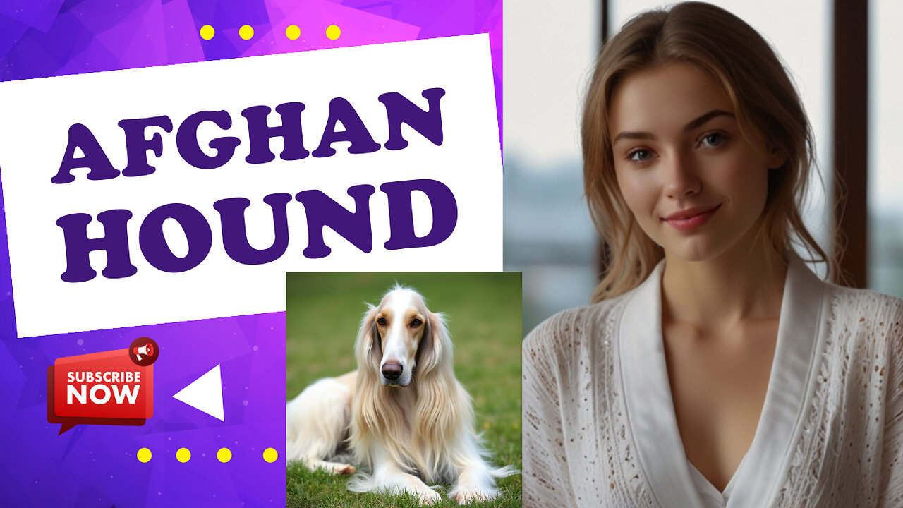 Afghan Hound The Royal Supermodel Dog! 🐶👑 #adorablepets #puppy #afghanhound #petcare #doglover #dog