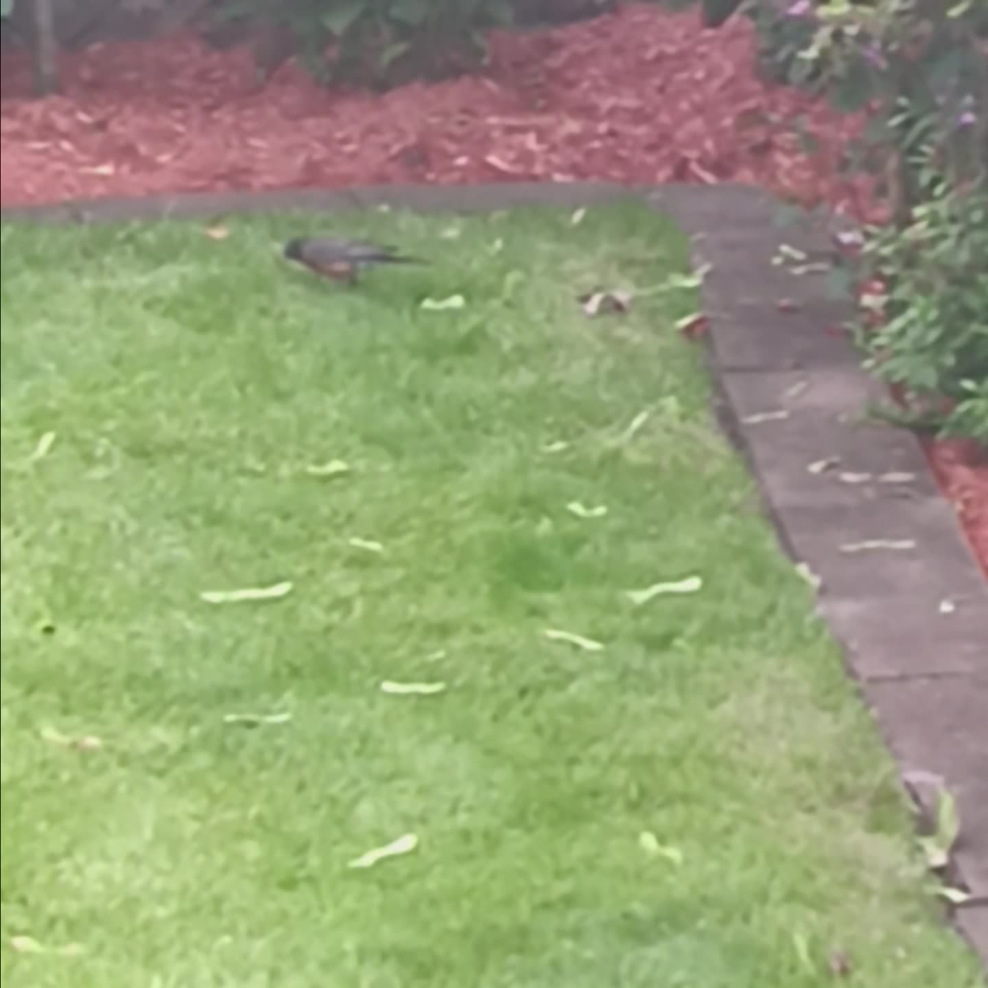 Robin eating.