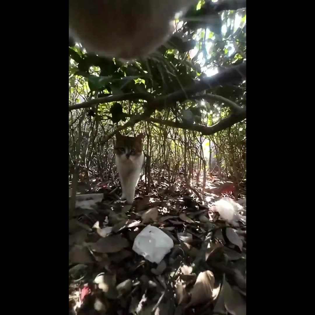 Feline Fumble Fest: Laugh-Out-Loud Cat Compilation!