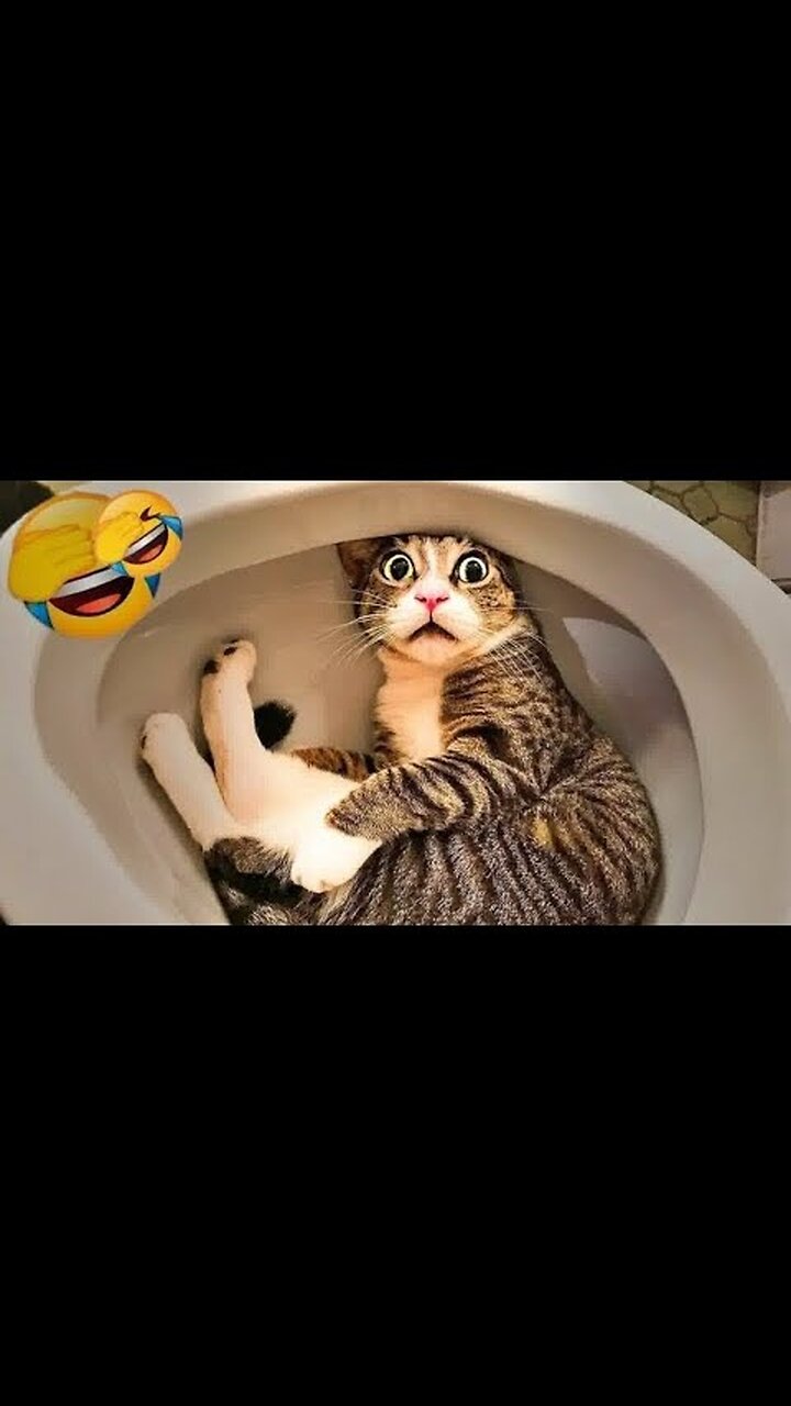 Adorable and Funny Animal Moments😹🐶: Try Not to Laugh Challenge!