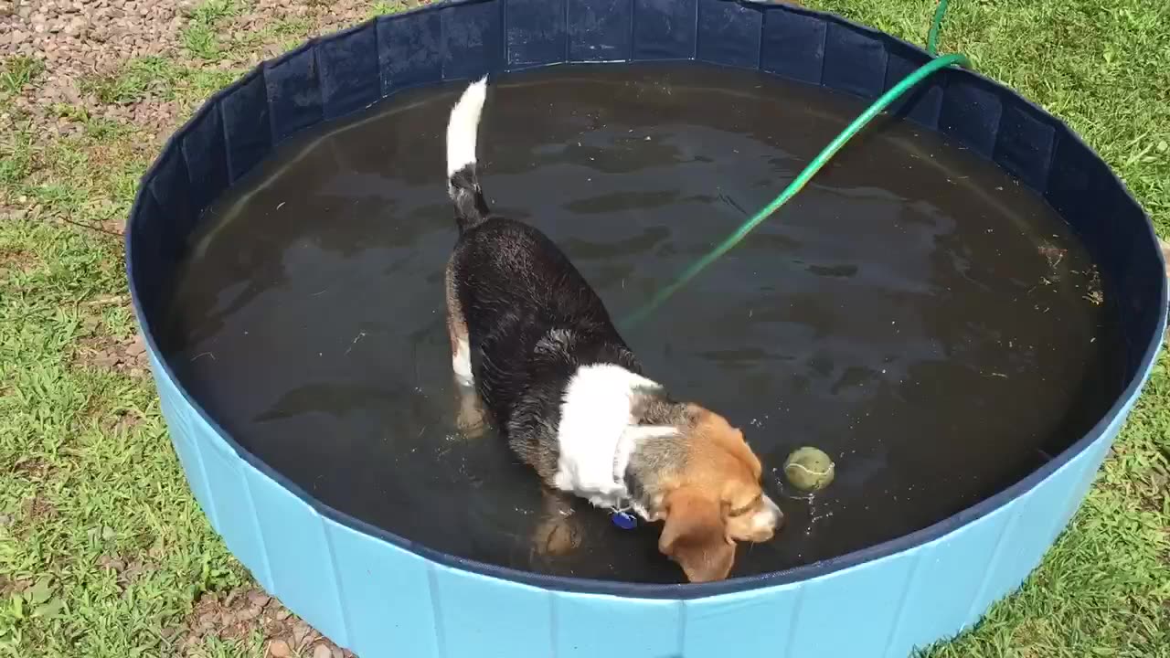 Daisy the Beagle discovers the pool