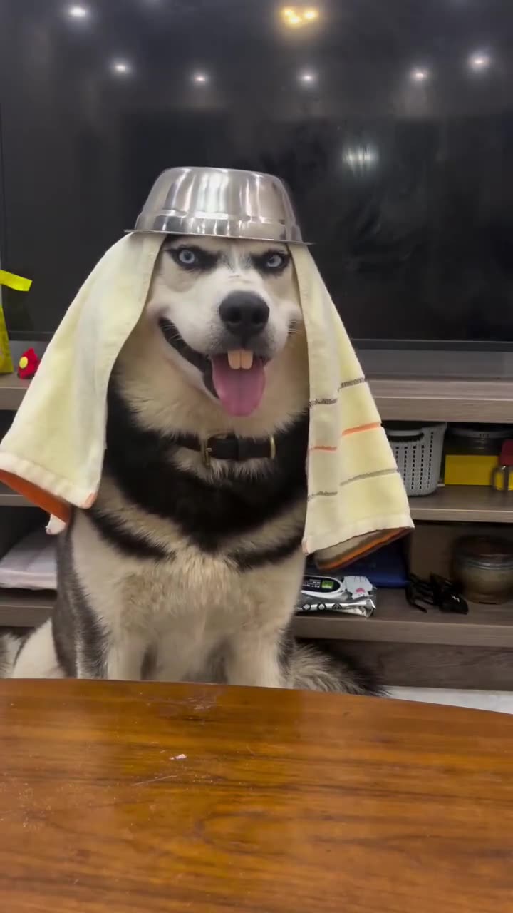 "Funny Dog Moments 😆 | Hilarious Dog Fails & Cute Puppy Reactions!"