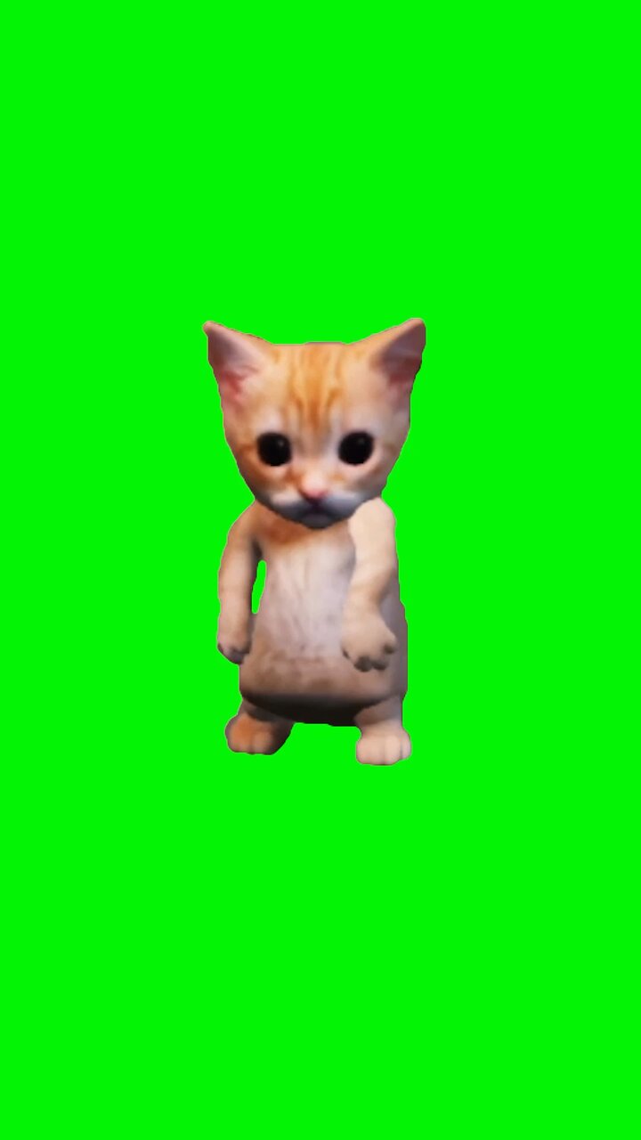 Hit the Quan Cat | Green Screen