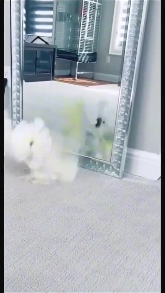 🦜 Parrot Arguing With His Reflection – Funniest Mirror Fight Ever! 😂