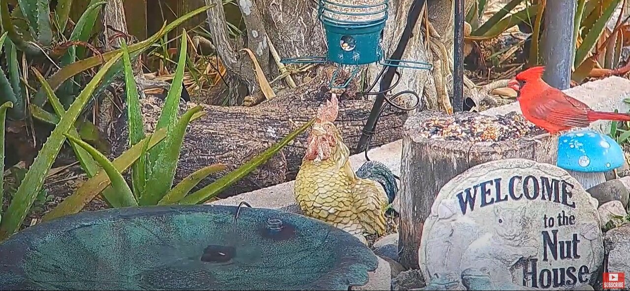 Florida Bird Feeder SWFL Live Camera HD