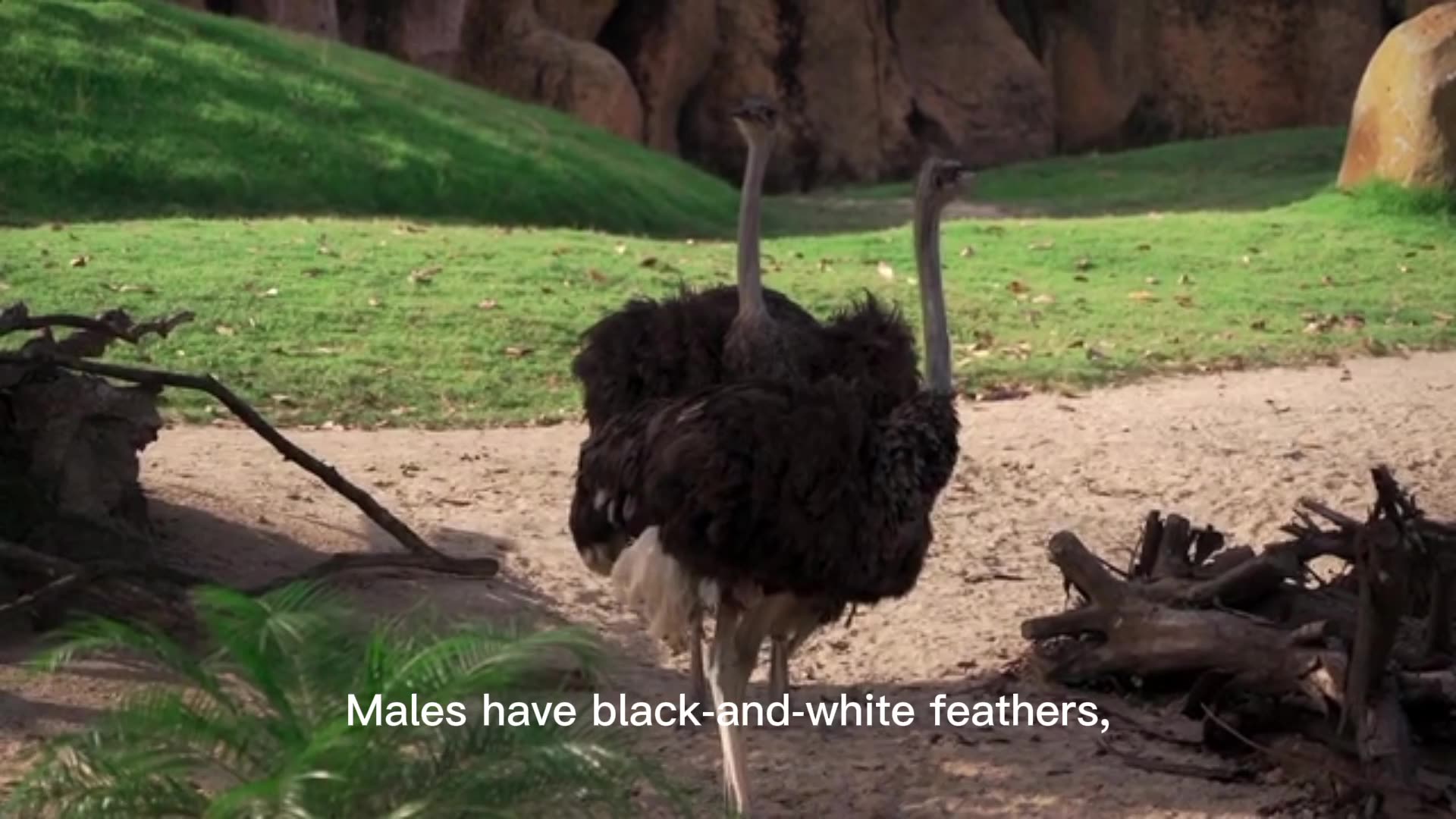 Ostrich: The World's Largest and Fastest-Running Bird