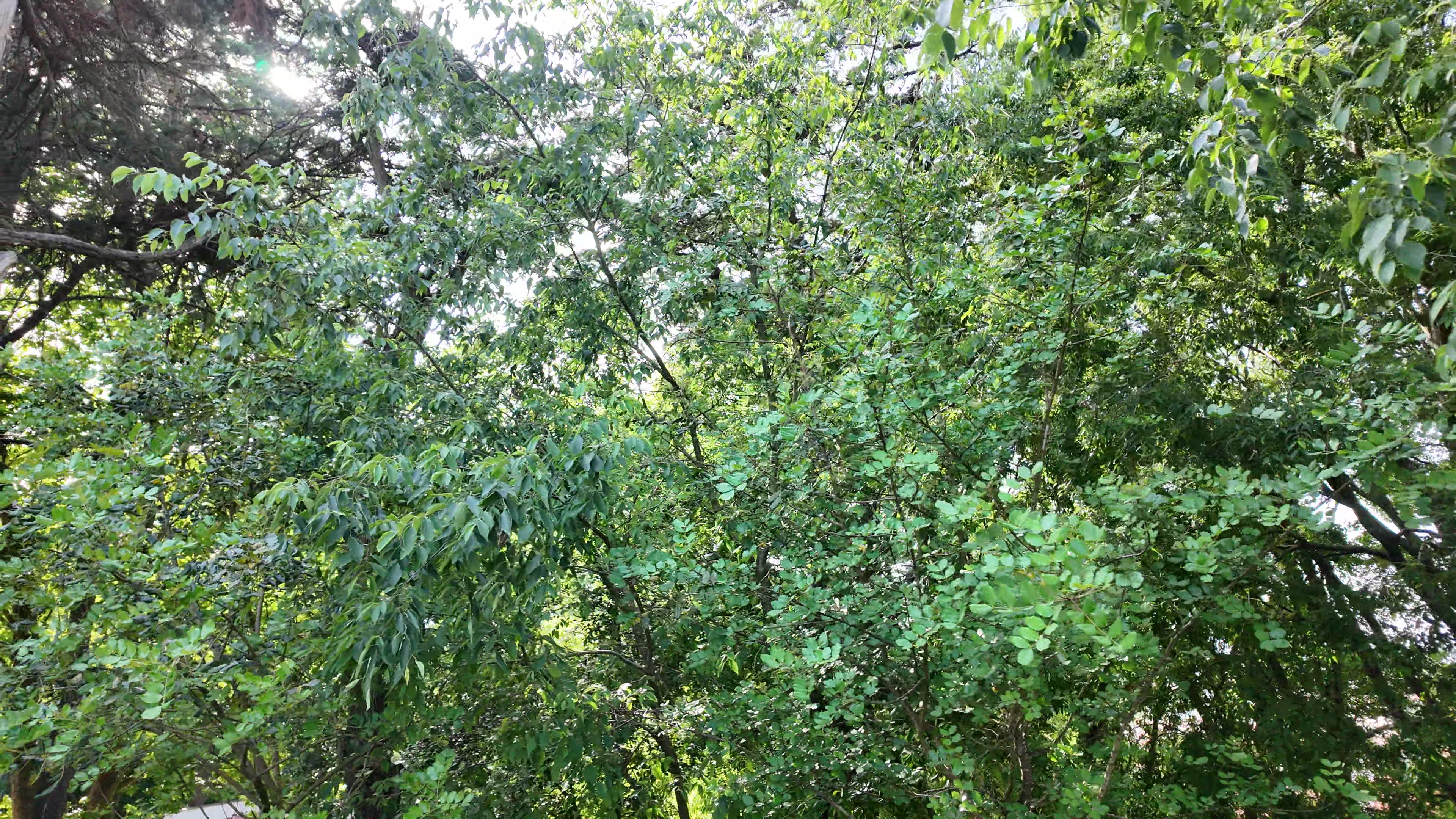 A walk up to the Castle