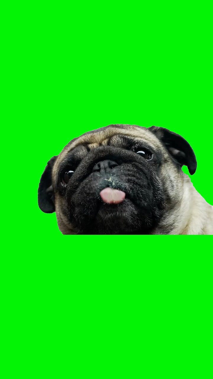 Pug Licking Screen (I’m Looking at Money) | Green Screen #pug #feet # ...