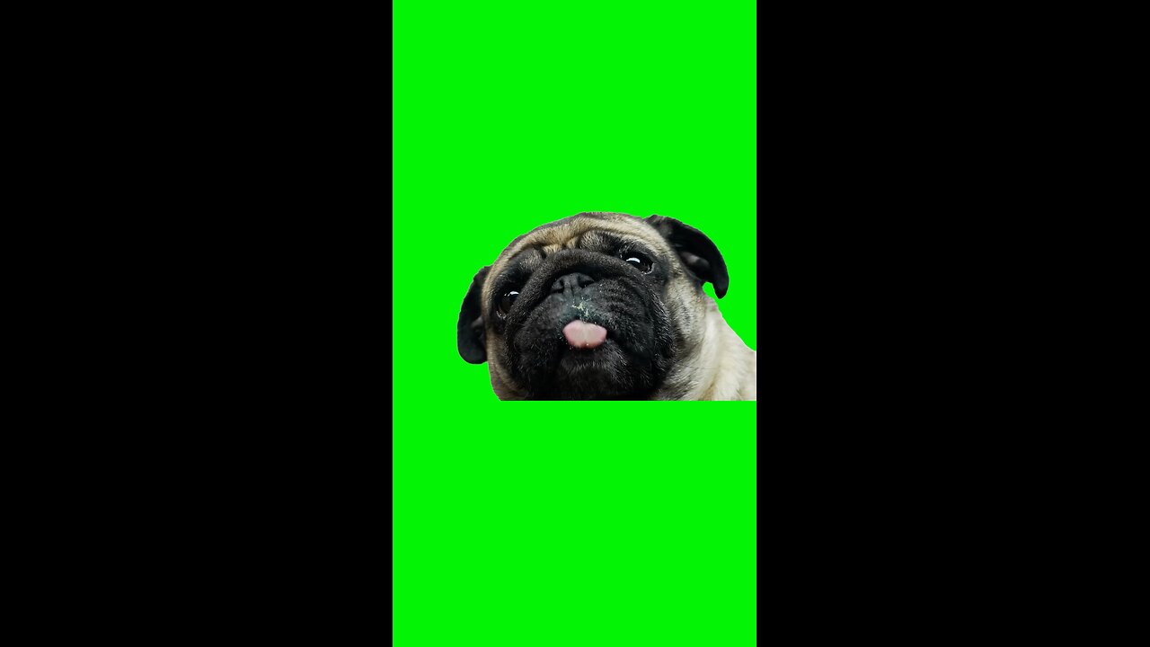 Pug Licking Screen (I’m Looking at Money) | Green Screen #pug #feet # ...