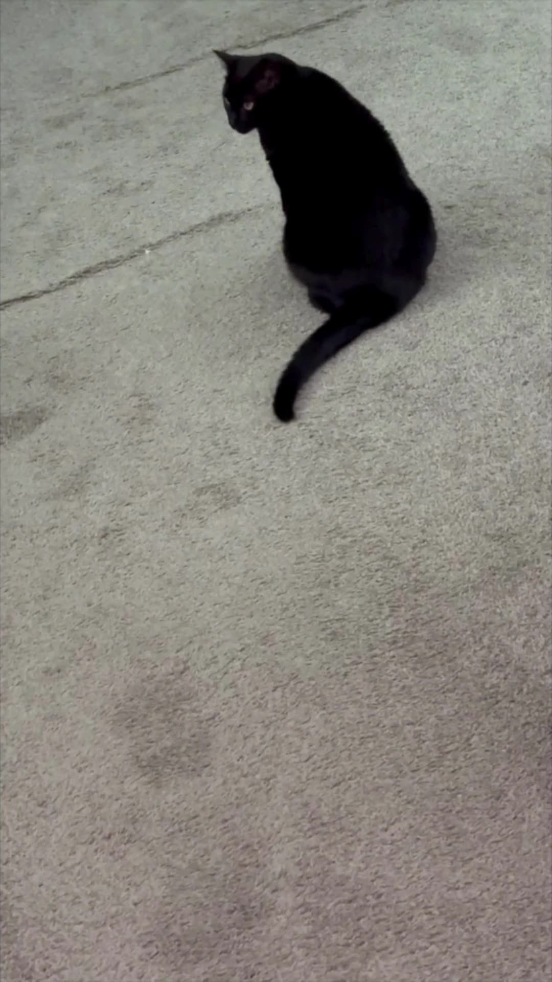 Cute Precious Piper Guards in the Middle of the Lobby - Adopting a Cat ...