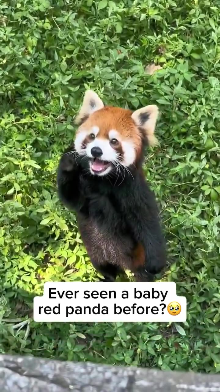 Ever seen a baby red panda before? 🥹