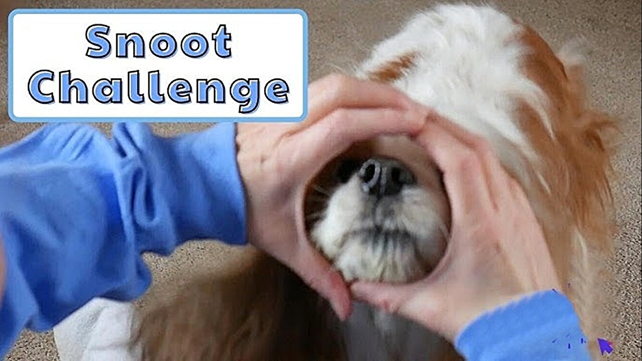 Easy Dog Trick Tutorial Snoot