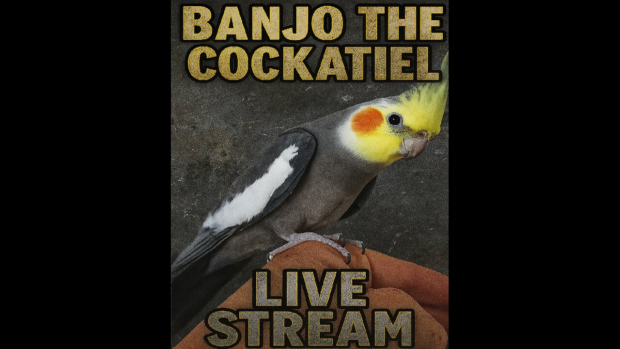 live parrot cams talking and singing flight room cams