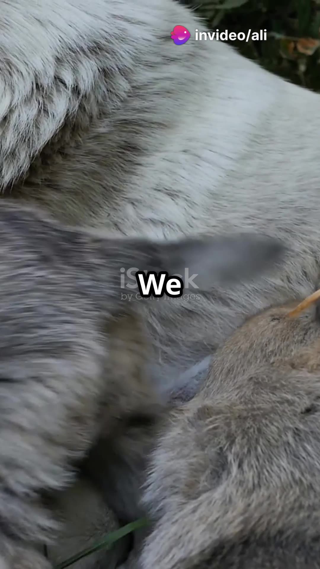 Dire Wolves Are Back! Thanks to Cloning | International News