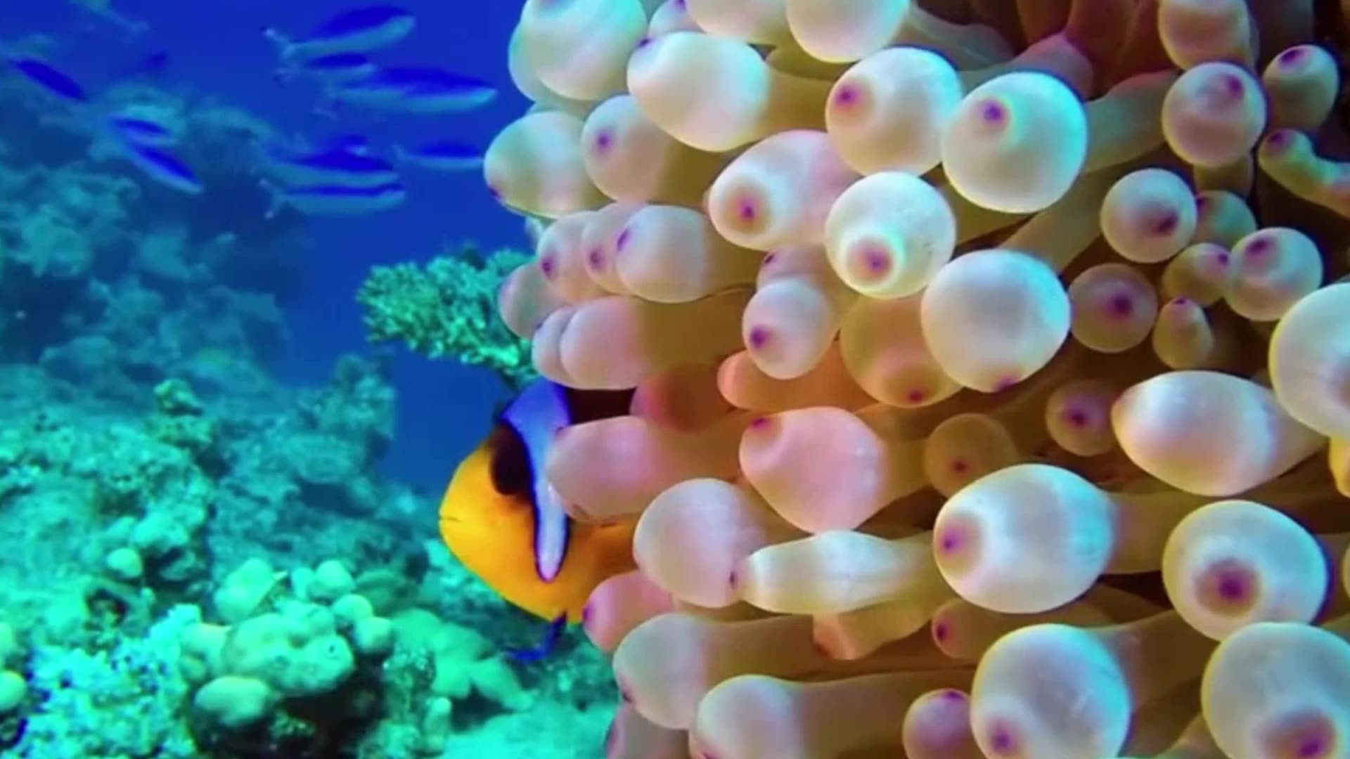 Stunning Aquatic Beauties: The Most Gorgeous Fish in the World