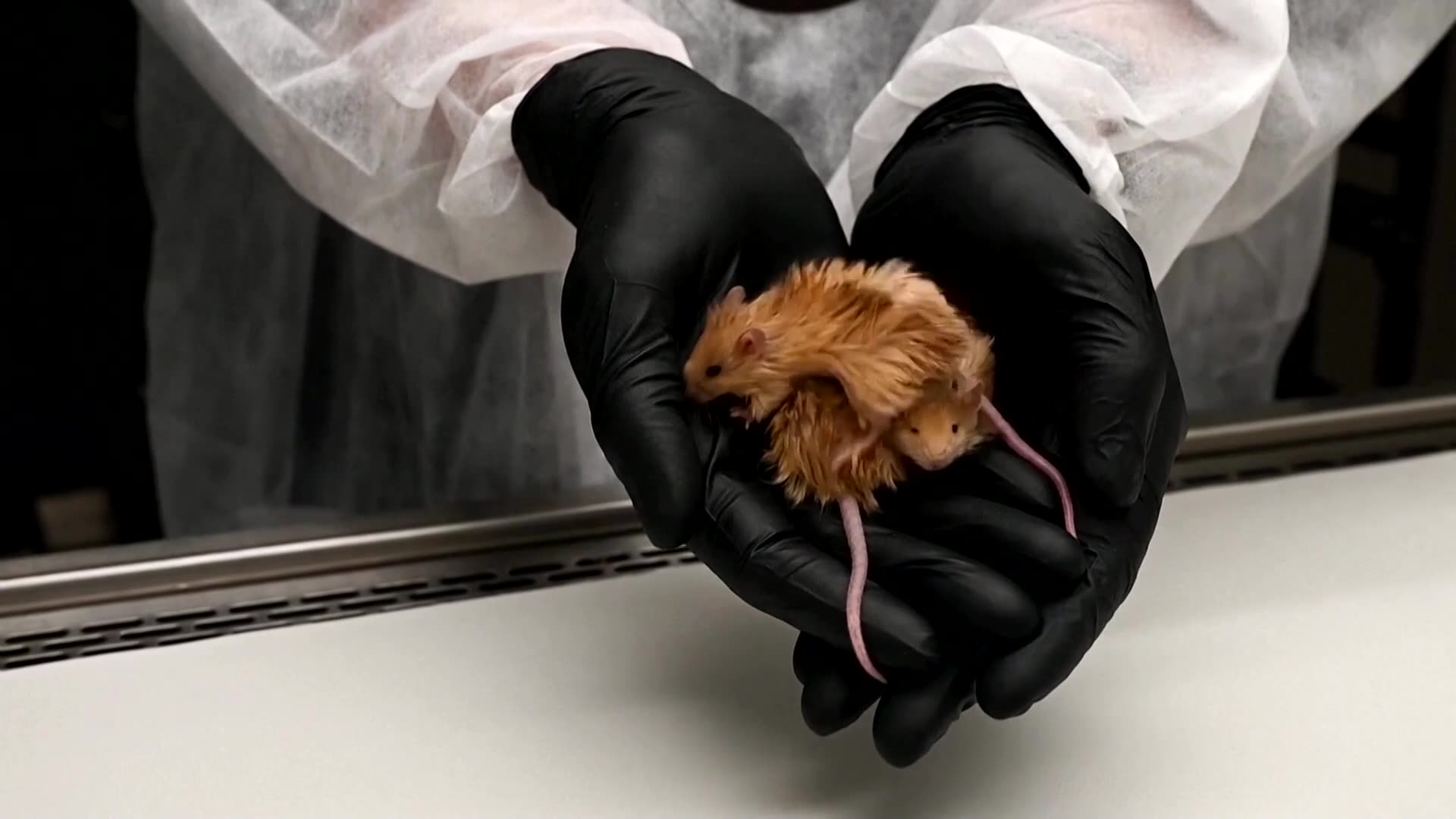 Researchers claim to have revived a long-extinct dire wolf